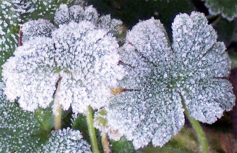 HIDROMETEORO: Escarcha HIDROMETEORO: Escarcha